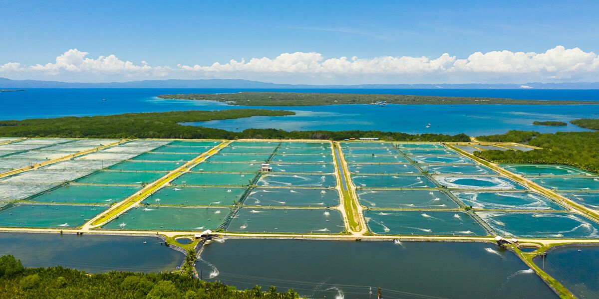 Building Your Own Lucrative Shrimp Farm: A Complete Guide | Digital ...