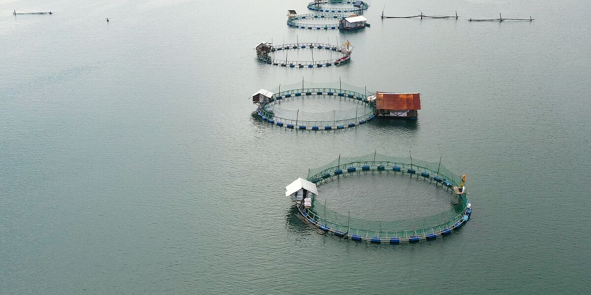 Shrimp Farming Expenses: Strategies for Cost Reduction and ...