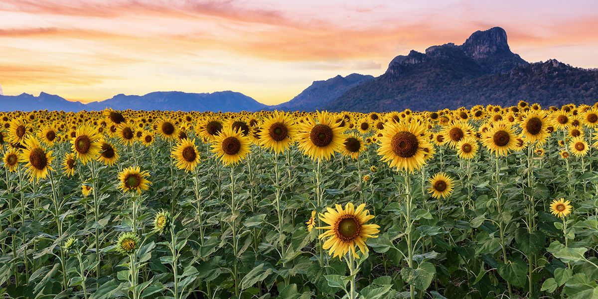 Top 10 Must-Visit Stunning Attractions in Lopburi City | The Bear Travel