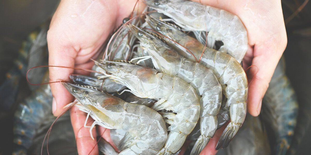 Exploring the Global Landscape of Shrimp Farming: Top Producing ...