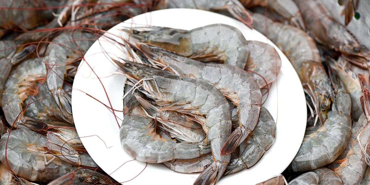 Shrimp Farming: Essential Terms and Definitions for Beginners | Digital ...