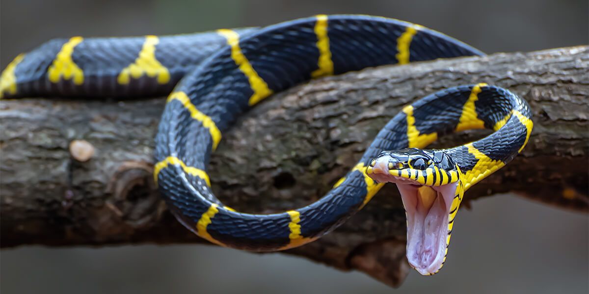 Thailand Travel Precautions: Recognizing Diseases and Animal Risks ...