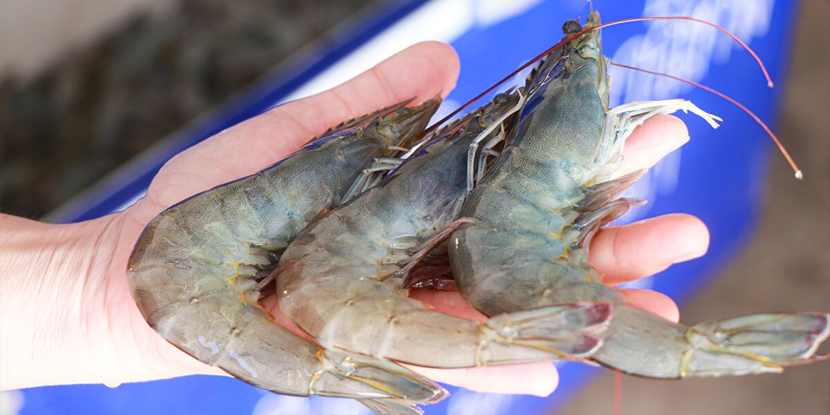 Shrimp Farming with Probiotics: Advantages and Considerations | Digital ...